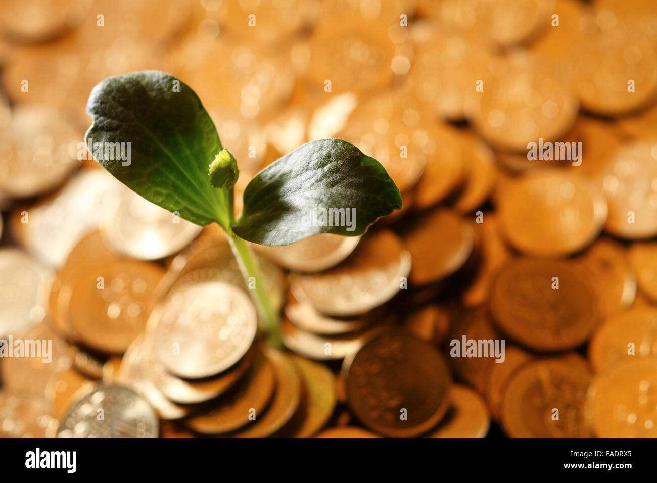 Little plant growing out of pile of coins Stock Photo - Alamy