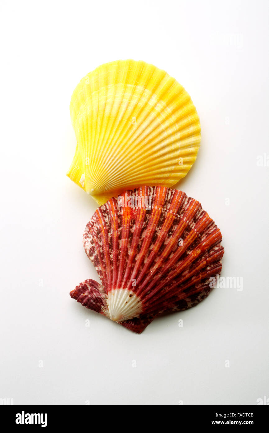 Scallop (Pectinidae sp.) seashell, close-up Stock Photo - Alamy