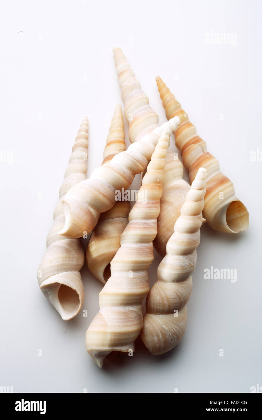 Closeup of shell on white background Stock Photo - Alamy