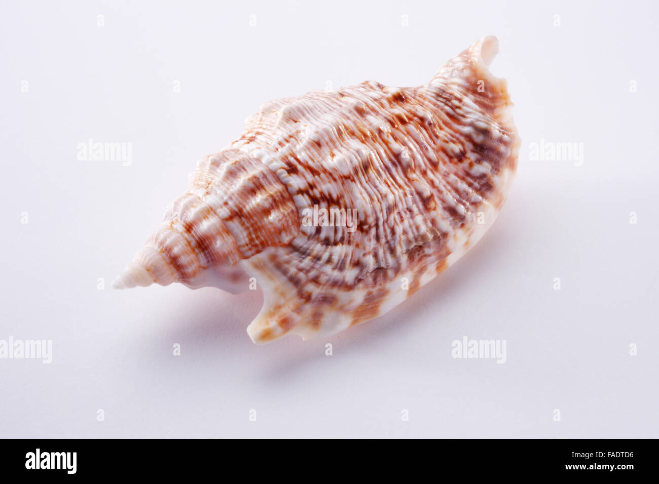Closeup of shell on white background Stock Photo - Alamy