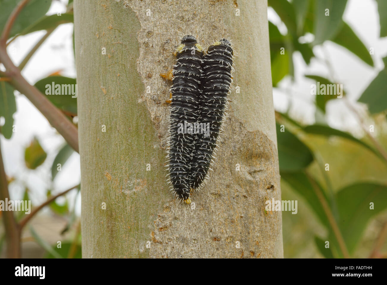 Australian sawfly hi-res stock photography and images - Alamy