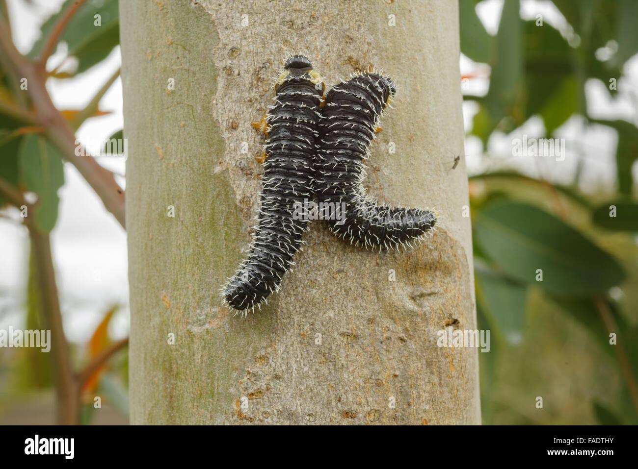 Australian spitfire grubs on eucalyptus hi-res stock photography and ...