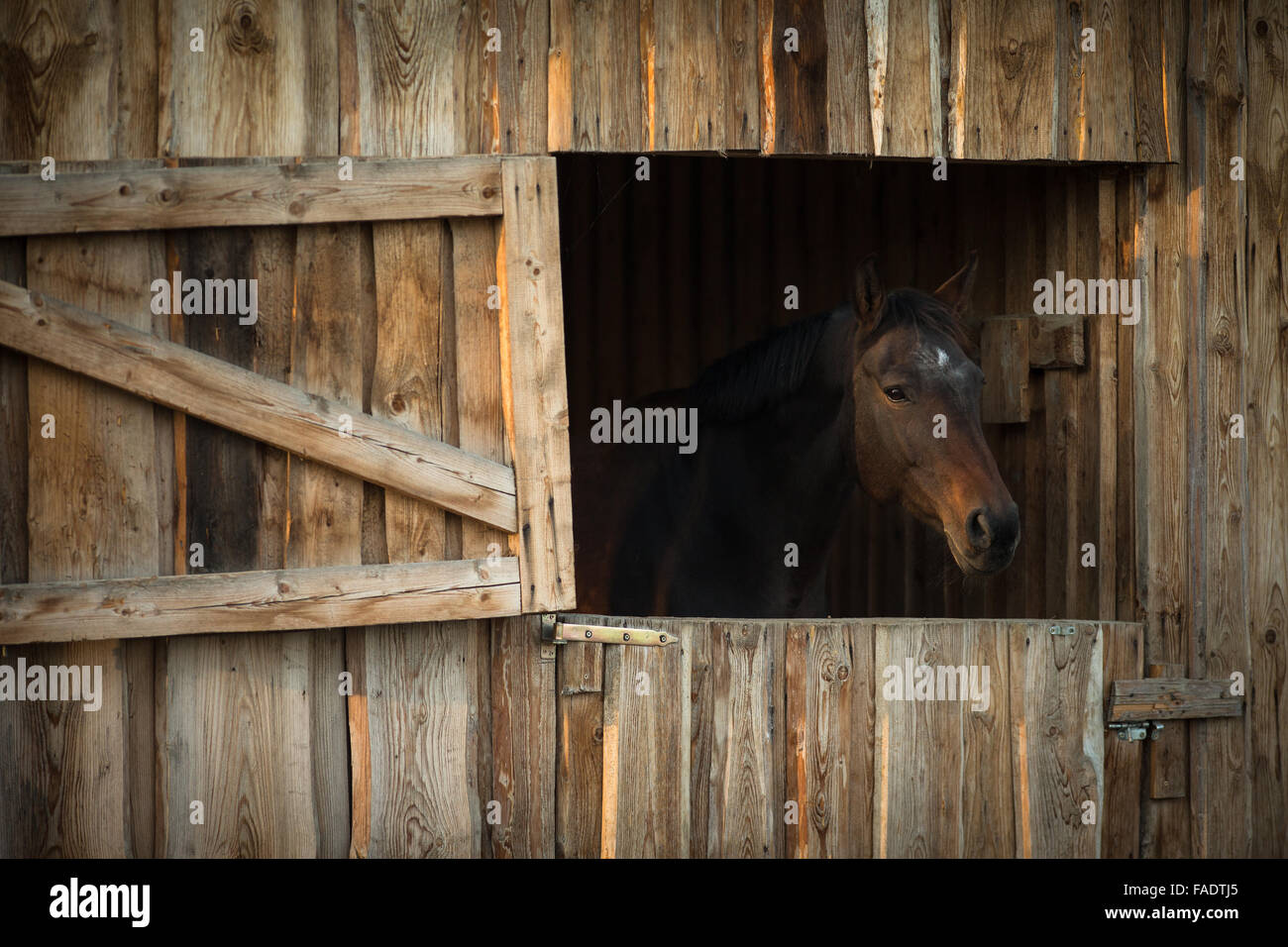 Horse in a stable Stock Photo - Alamy