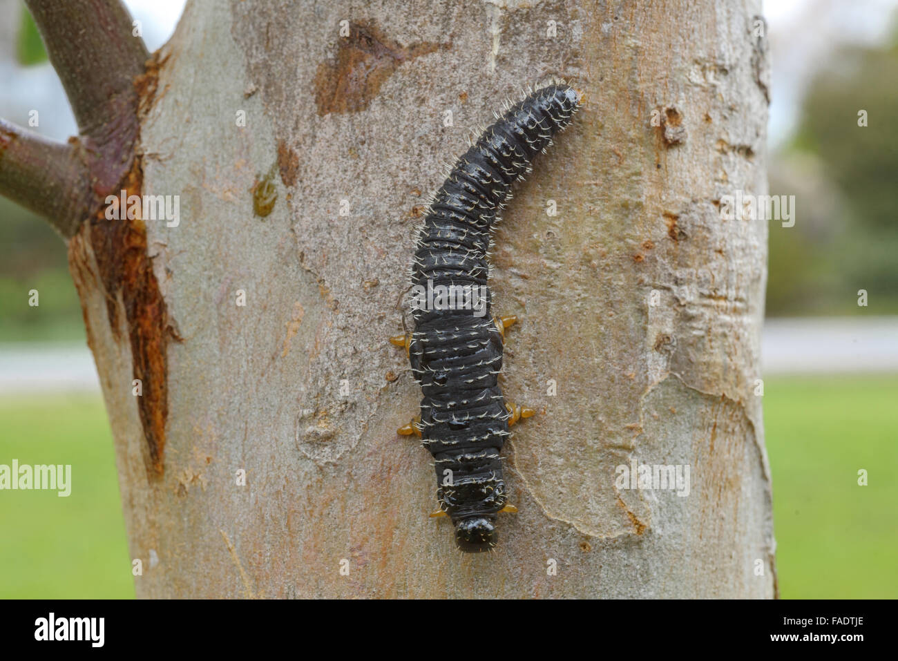 Australian spitfire grubs on eucalyptus Stock Photo - Alamy