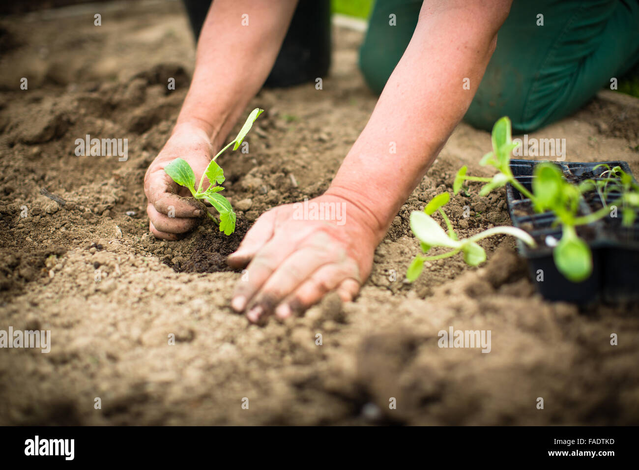 Hands of a man planting his own vegetable garden Stock Photo - Alamy