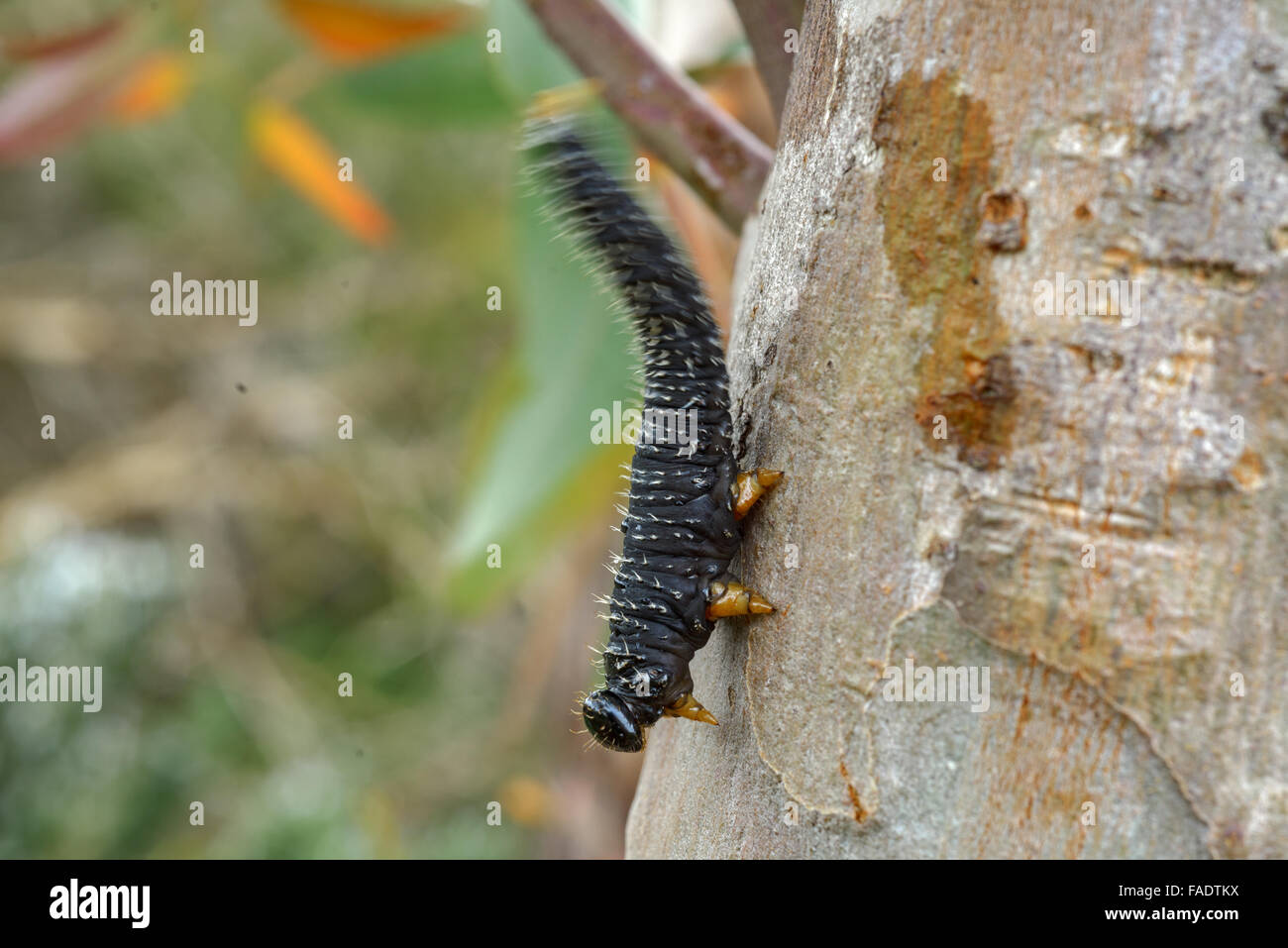 Australian spitfires hi-res stock photography and images - Alamy