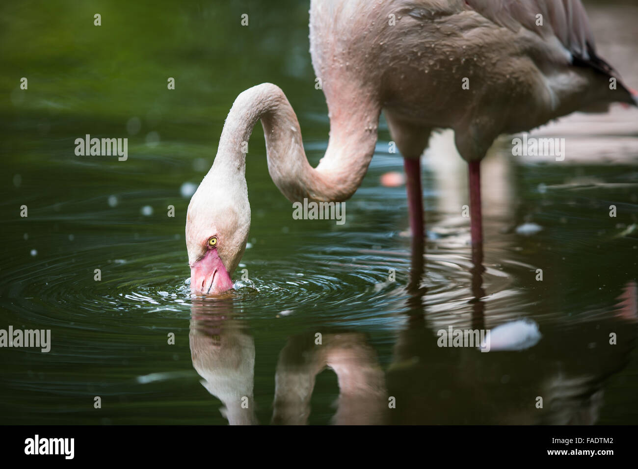 Pink Flamingo feeding in water - filtering water with its beak Stock ...