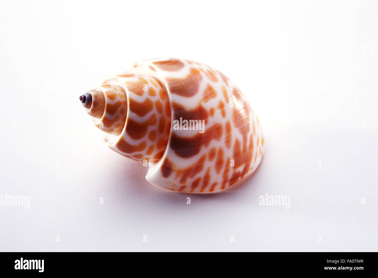 Closeup of shell on white background Stock Photo - Alamy