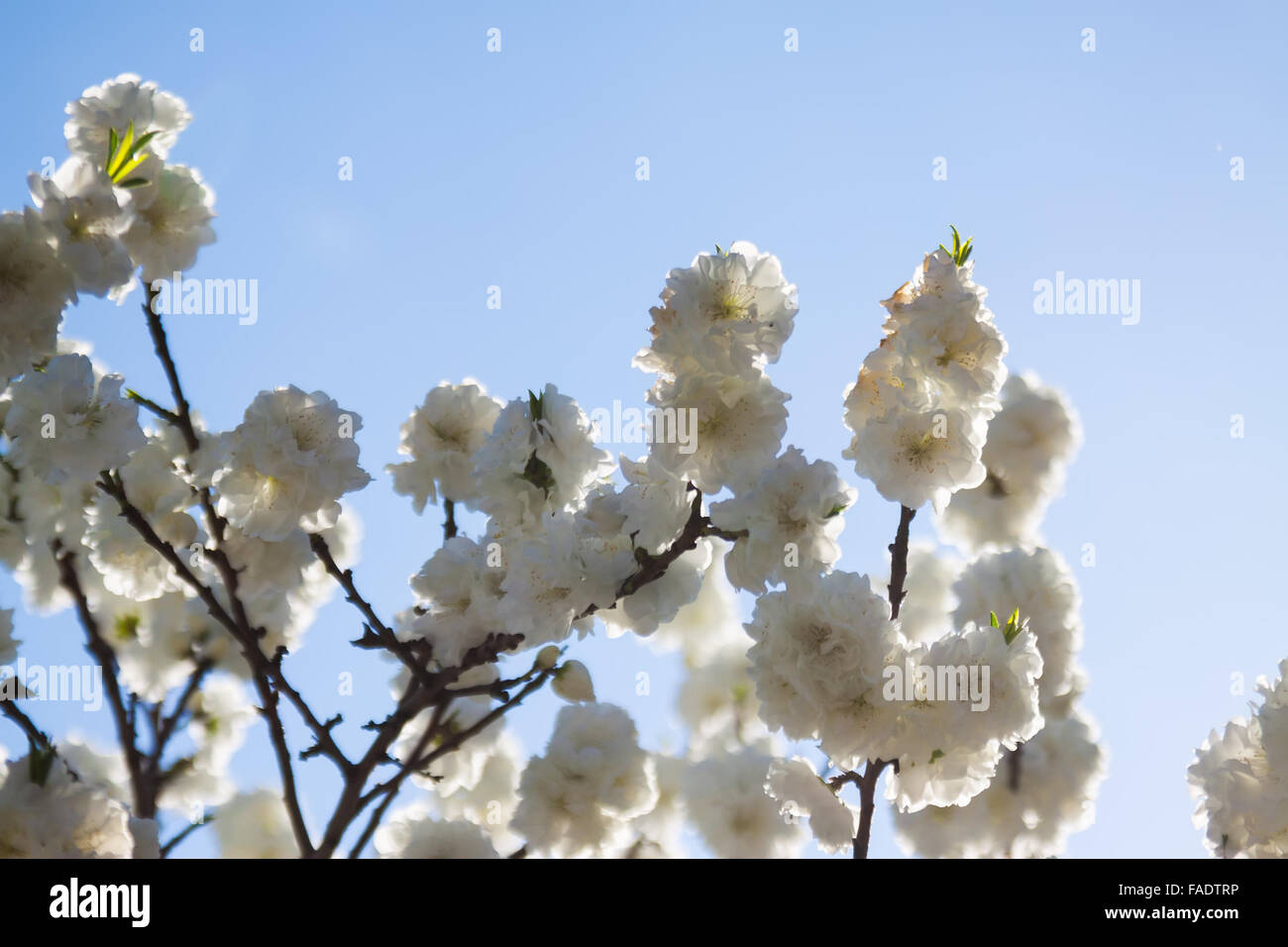 blooms tree branch in spring Stock Photo - Alamy