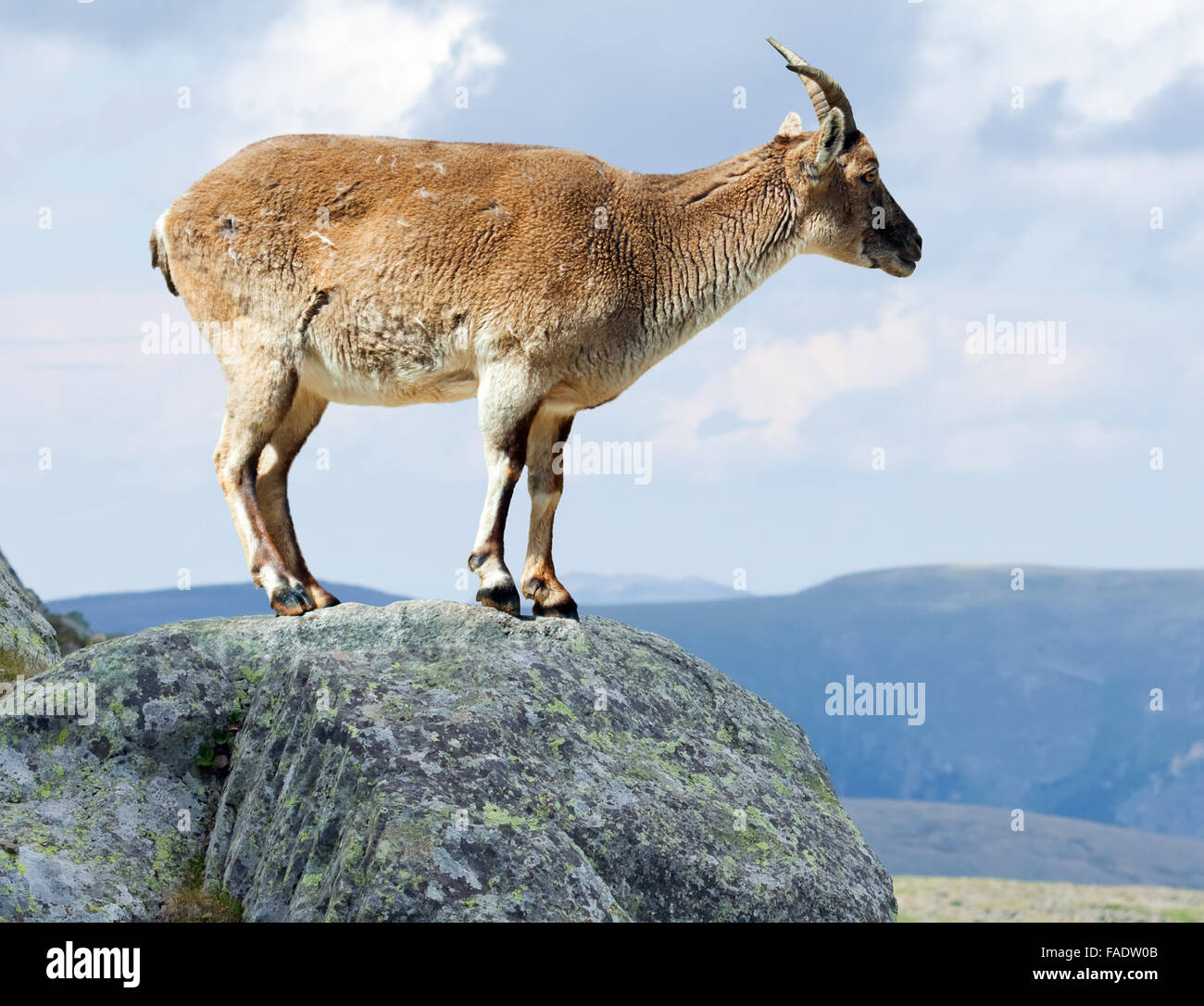 Standing barbary sheep (Ammotragus lervia) in wildness area Stock Photo ...