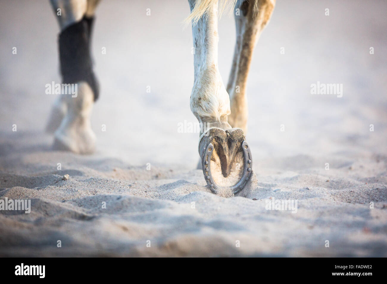 Legs running consecutively horse Stock Photo - Alamy