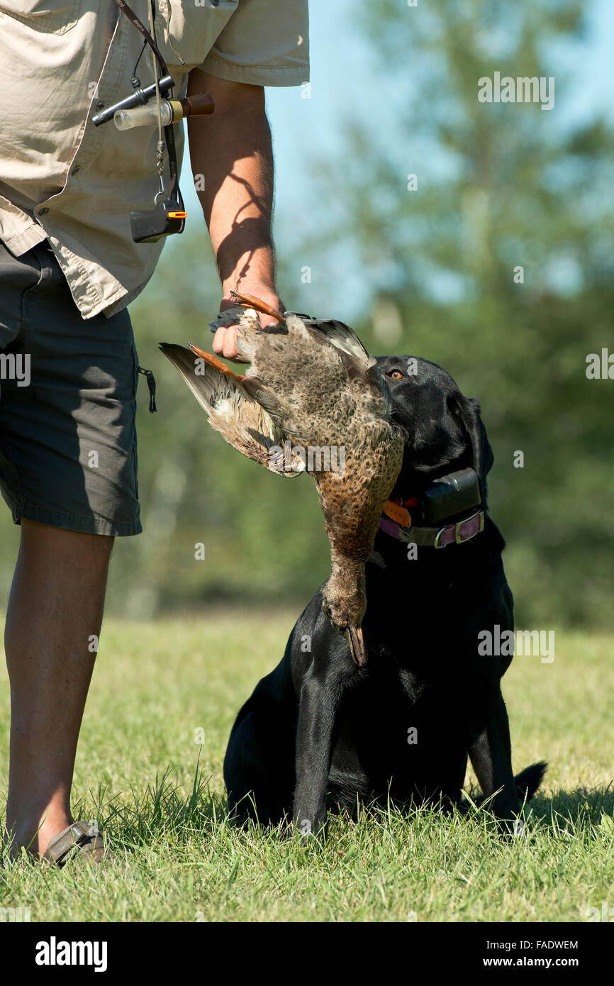 A Black Labrador Retriever out training Stock Photo - Alamy