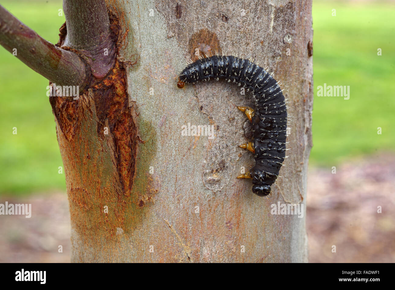 Australian spitfire grubs on eucalyptus Stock Photo - Alamy