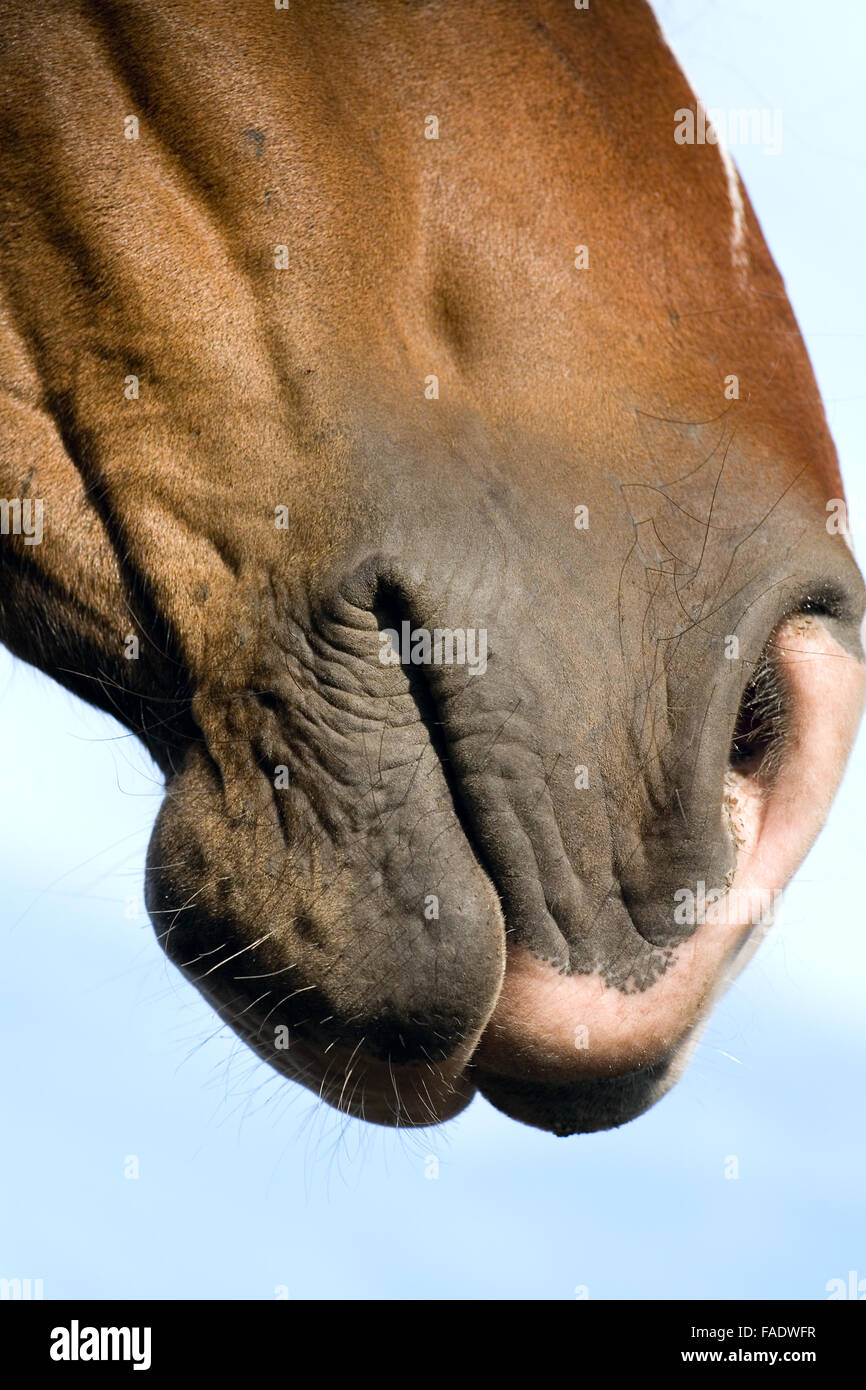 Big horse's head Stock Photo - Alamy
