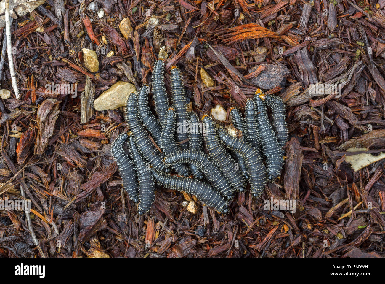 Australian spitfire grubs on eucalyptus hi-res stock photography and ...