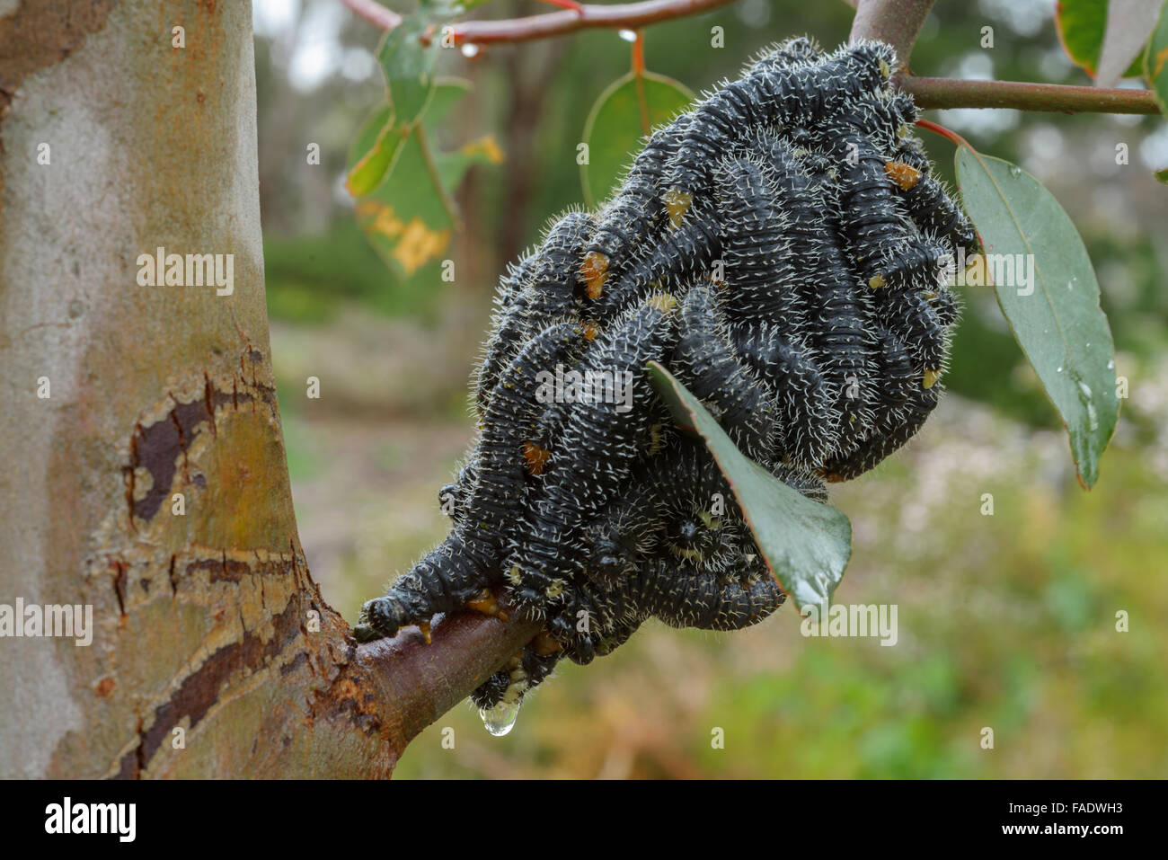 Australian spitfire grubs on eucalyptus Stock Photo - Alamy
