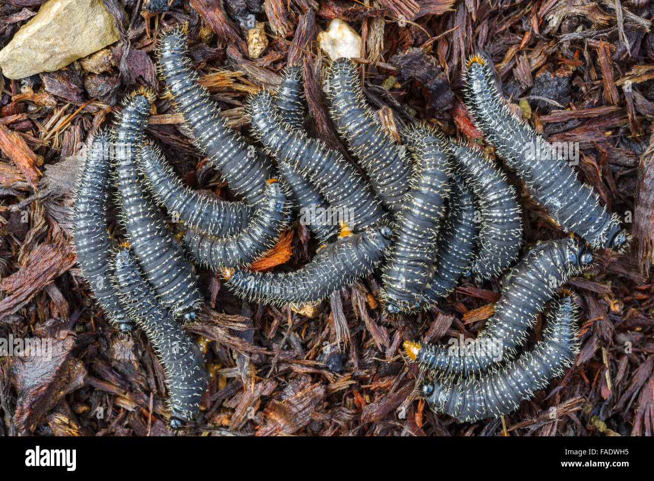 Australian spitfire grubs on eucalyptus Stock Photo - Alamy