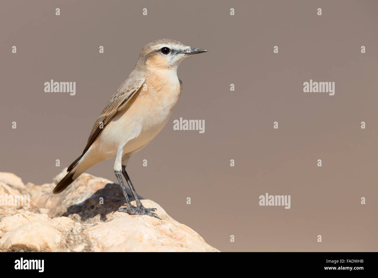 Oenanthe isabelline hi-res stock photography and images - Alamy