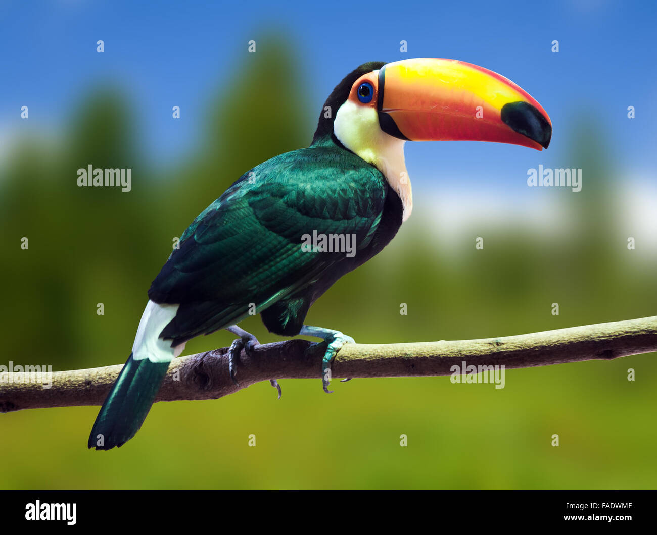 Toco Toucan against wildness natural landscape Stock Photo - Alamy