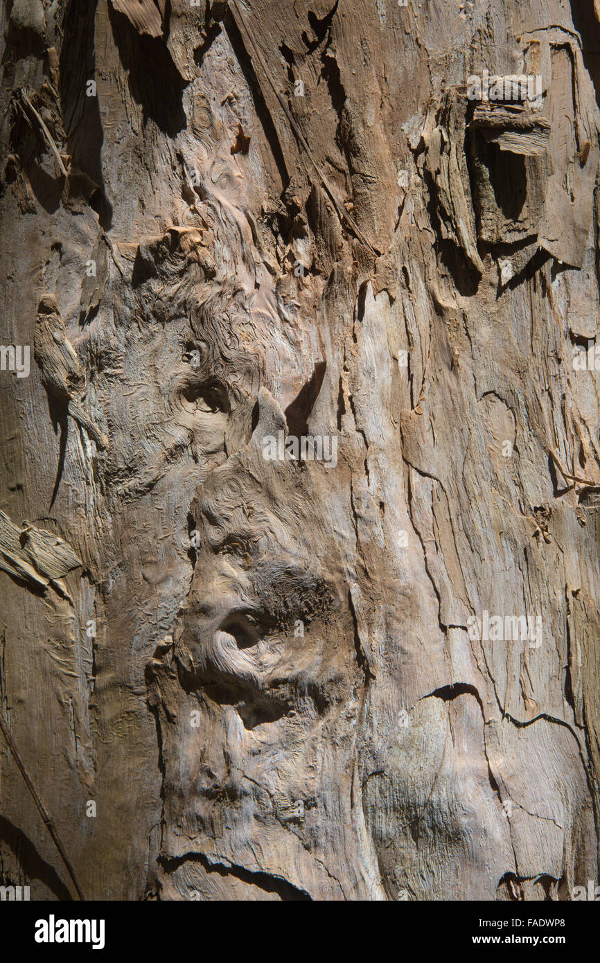 Paper bark of Melaleuca quinquenervia Stock Photo - Alamy