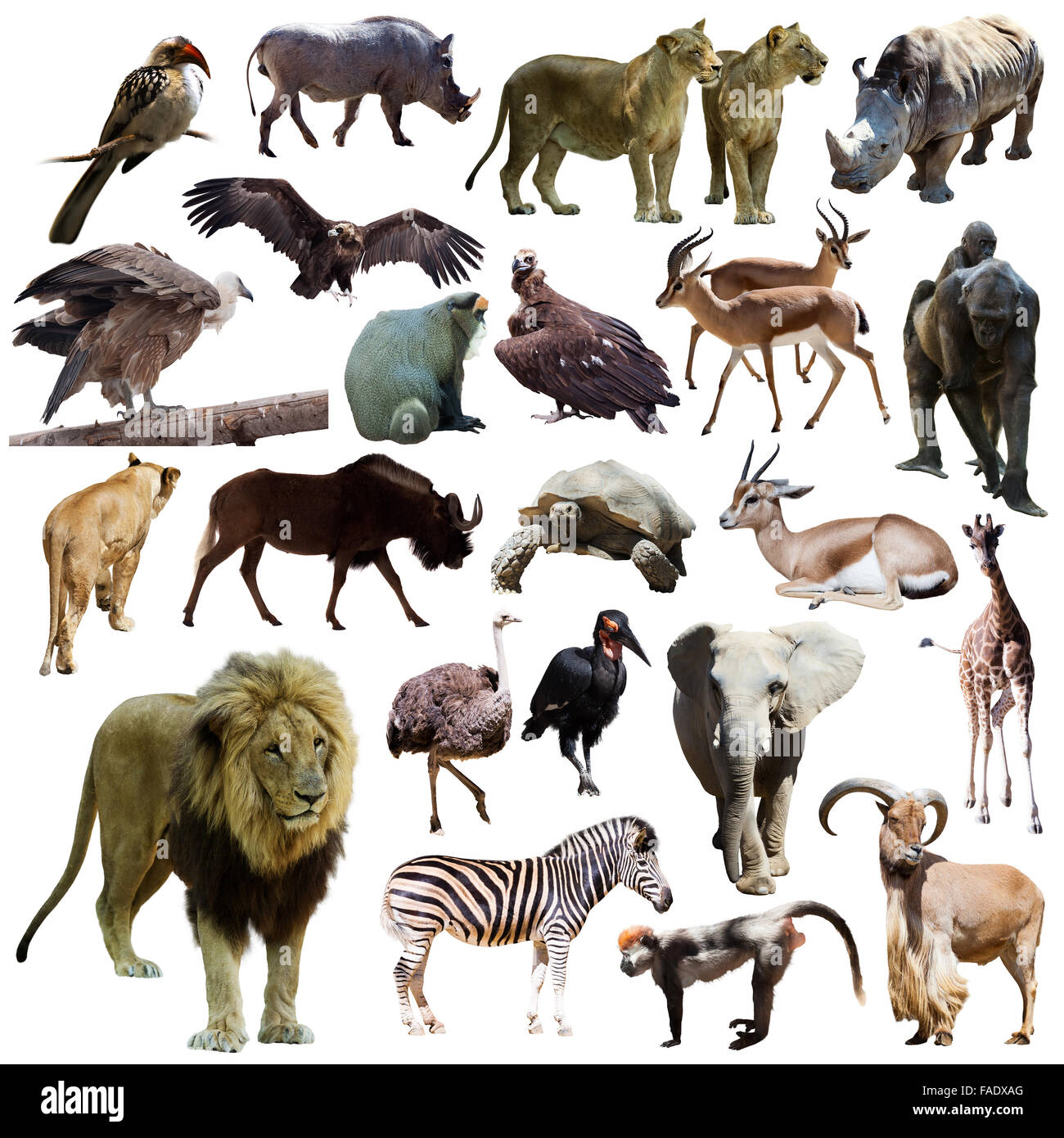 Male lion and other African animals. Isolated on white background Stock ...