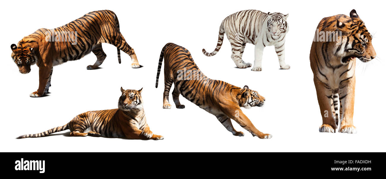 set of white and yellow tigers. Isolated on white Stock Photo - Alamy