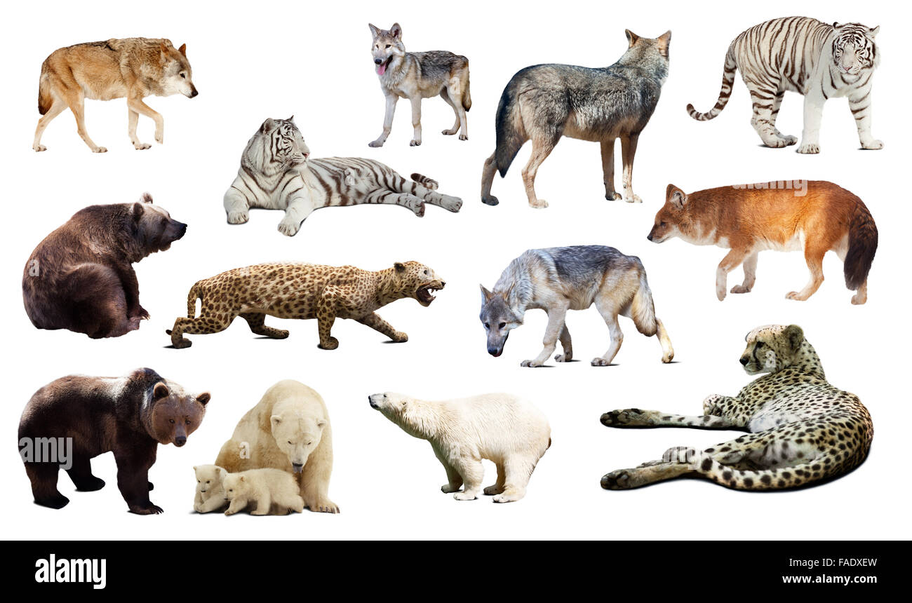 predators. Isolated over white background Stock Photo - Alamy