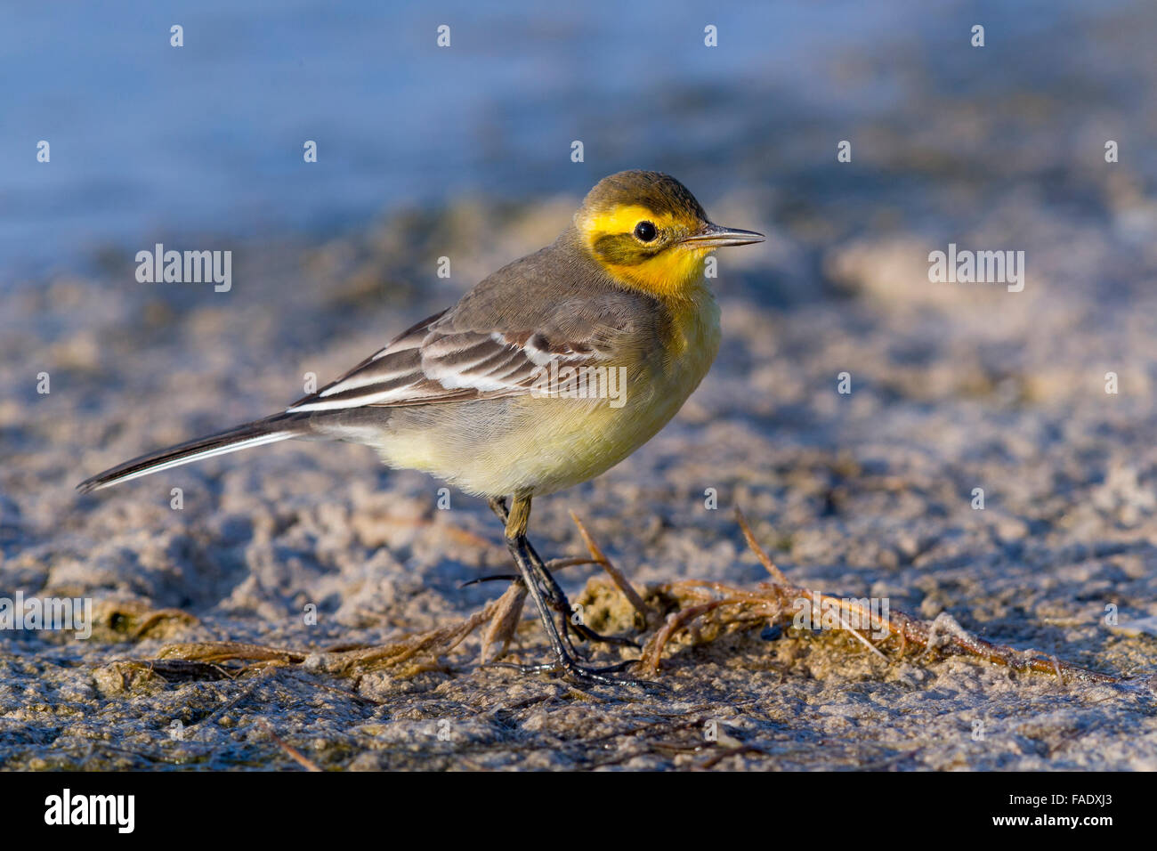 Citrine Wagtail (Motacilla citreola), Standing on the ground, Salalah ...