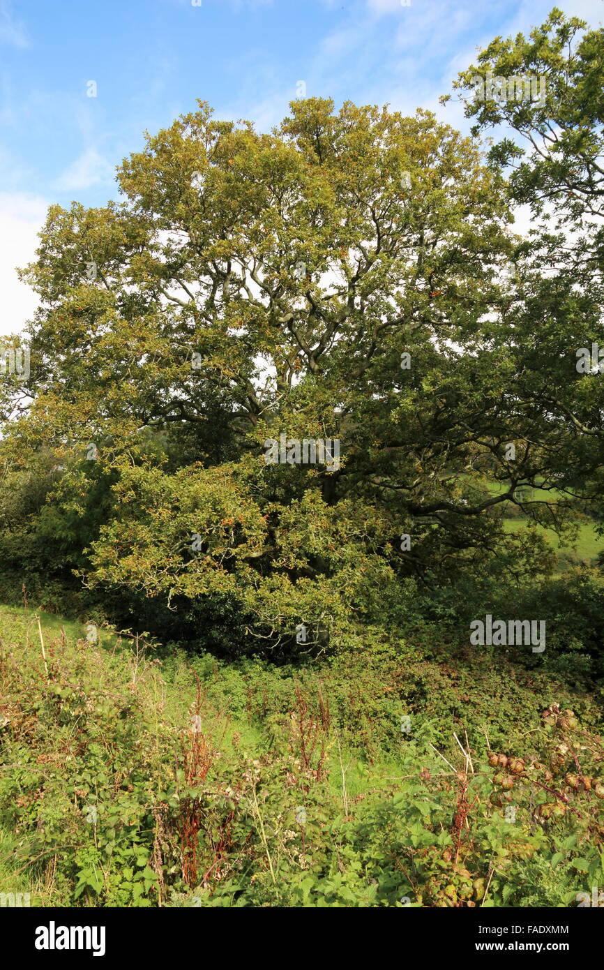 Trees in dorset countryside Stock Photo - Alamy
