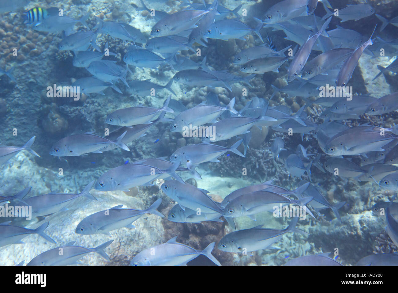 Flock of thunnus Stock Photo - Alamy