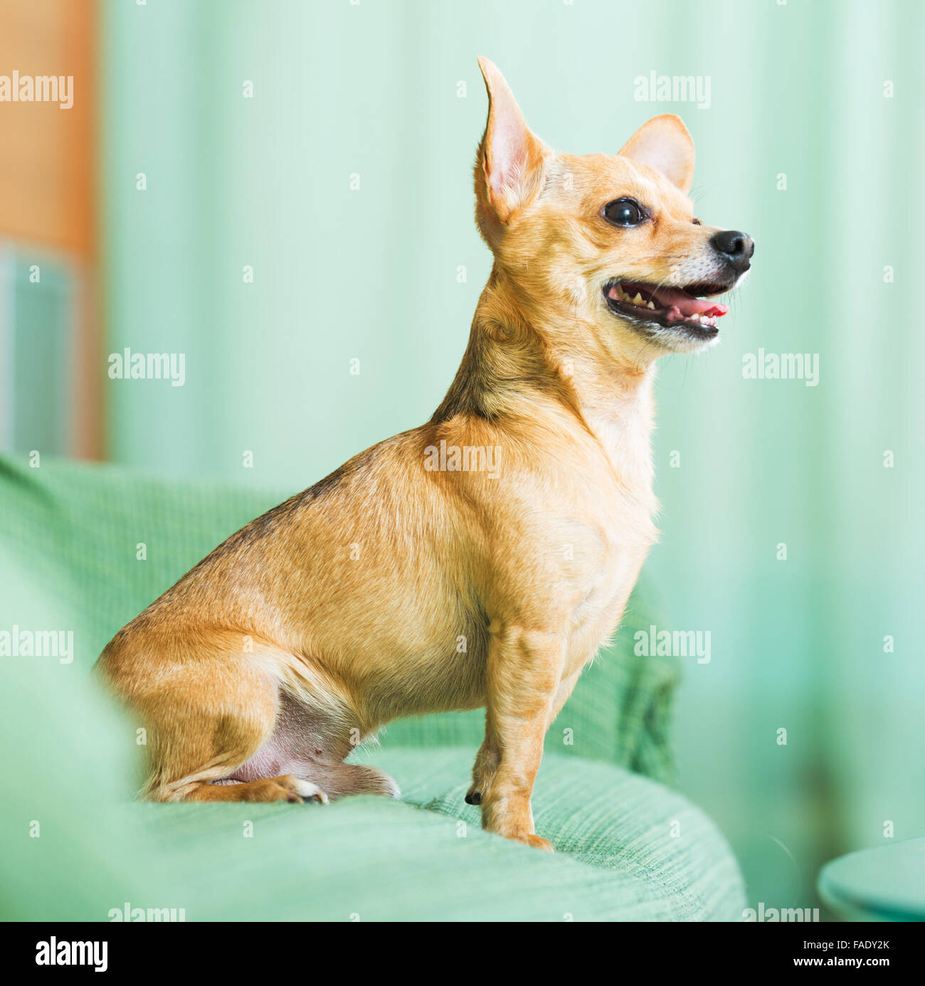 smooth coated Russkiy Toy resting on sofa at room Stock Photo - Alamy