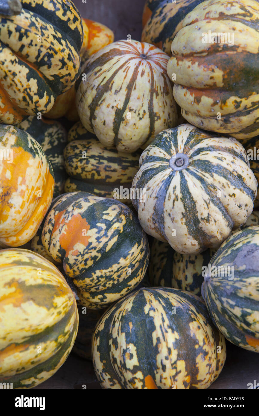 Speckled squash hi-res stock photography and images - Alamy