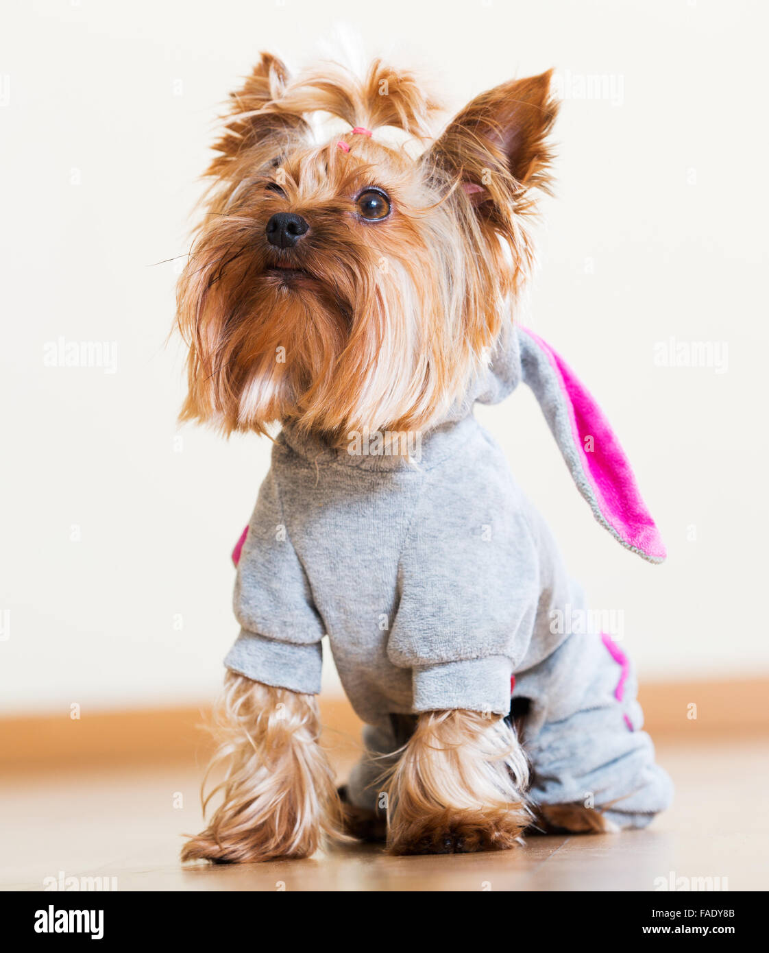 Miniature long haired yorkie hi-res stock photography and images - Alamy