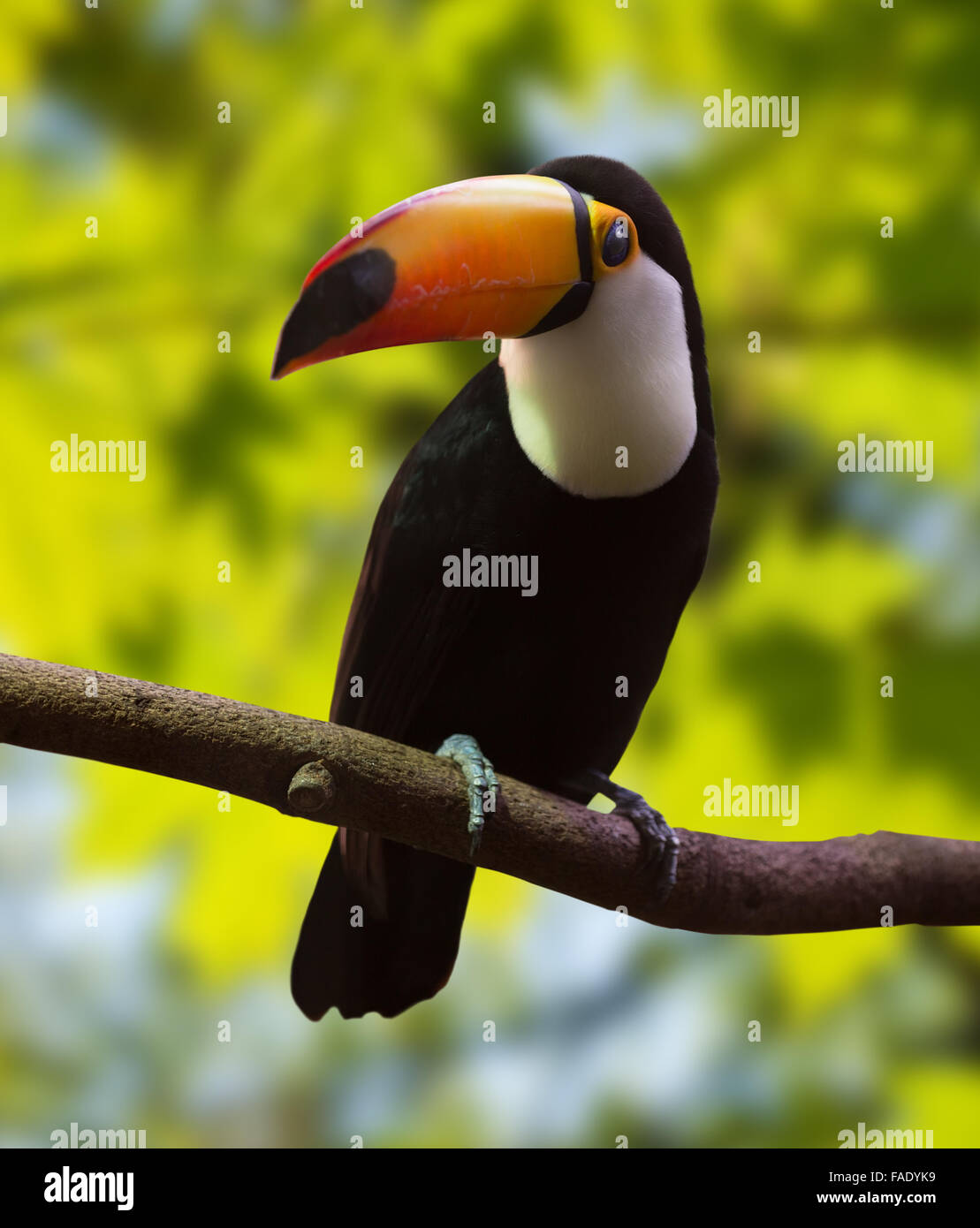 Common toucan ramphastos hi-res stock photography and images - Alamy