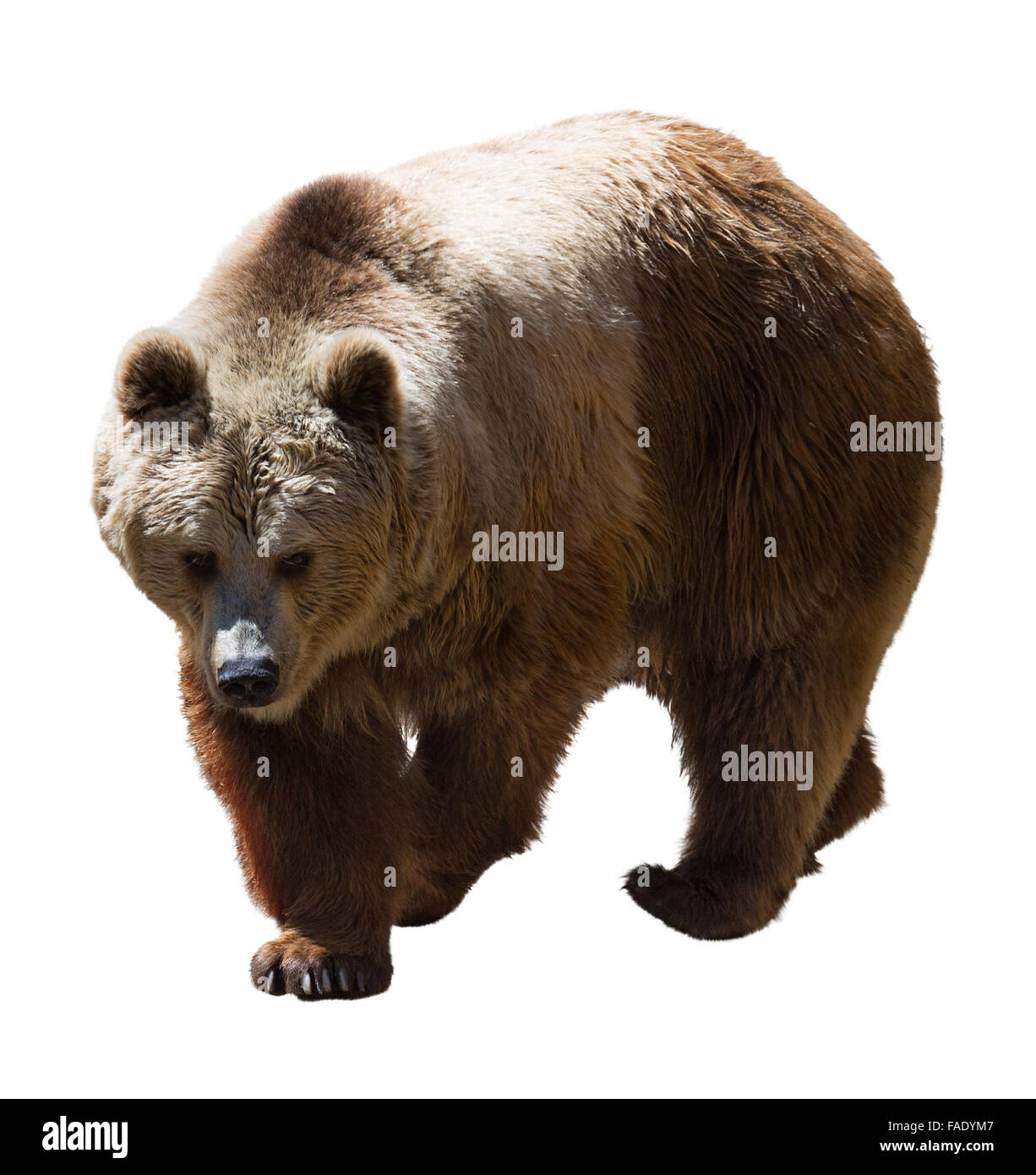 Brown bear. Isolated over white background Stock Photo - Alamy
