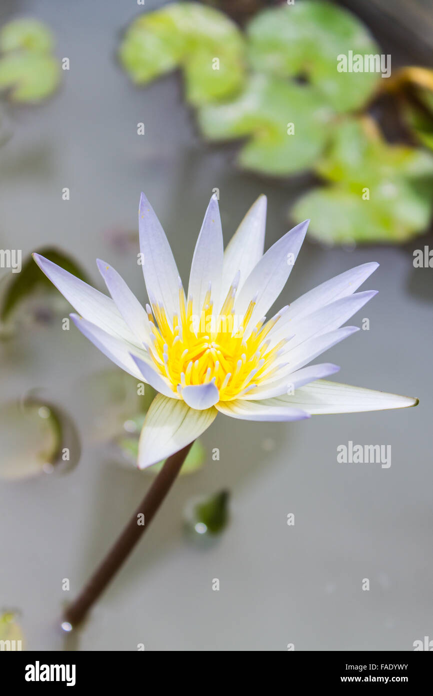 Illuminated lotus flower hi-res stock photography and images - Alamy