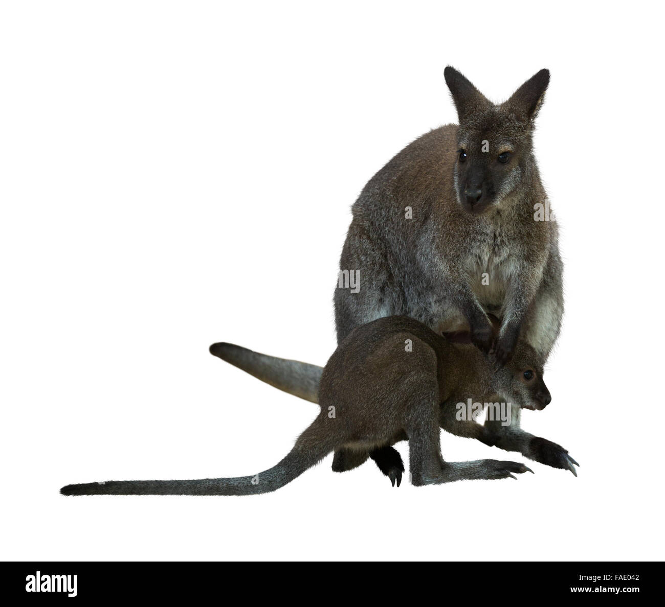 Red-necked wallaby with baby. Isolated on white background Stock Photo ...