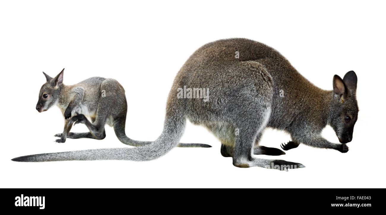 Wallaby Cut Out Stock Images & Pictures - Alamy