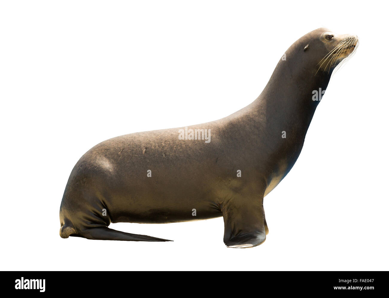 Earless seal (family Otariidae). Isolated over white background Stock ...