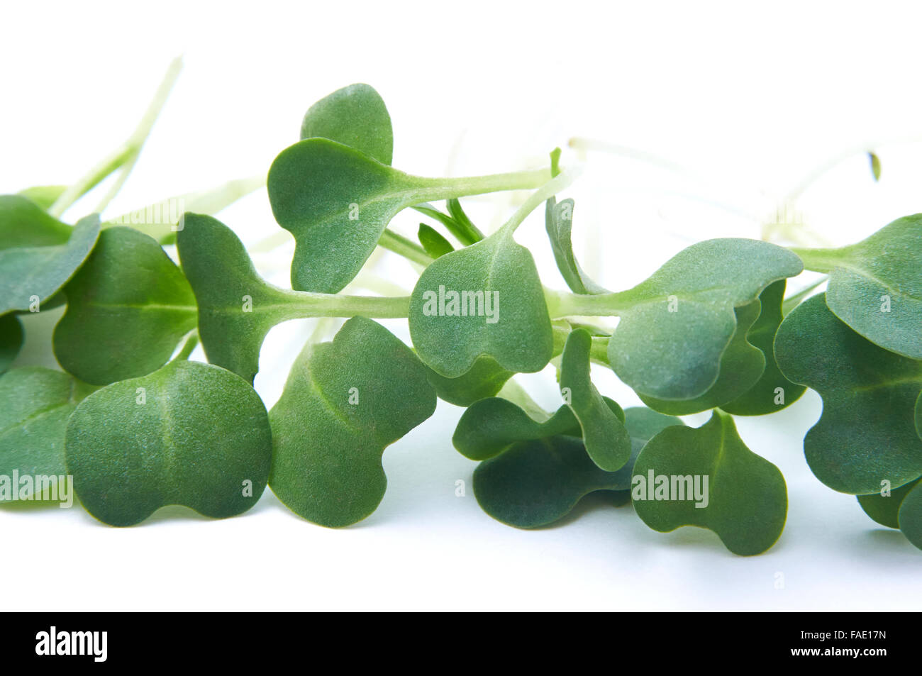 Small sprout leaves on white background, It's feeling is freshness lik ...