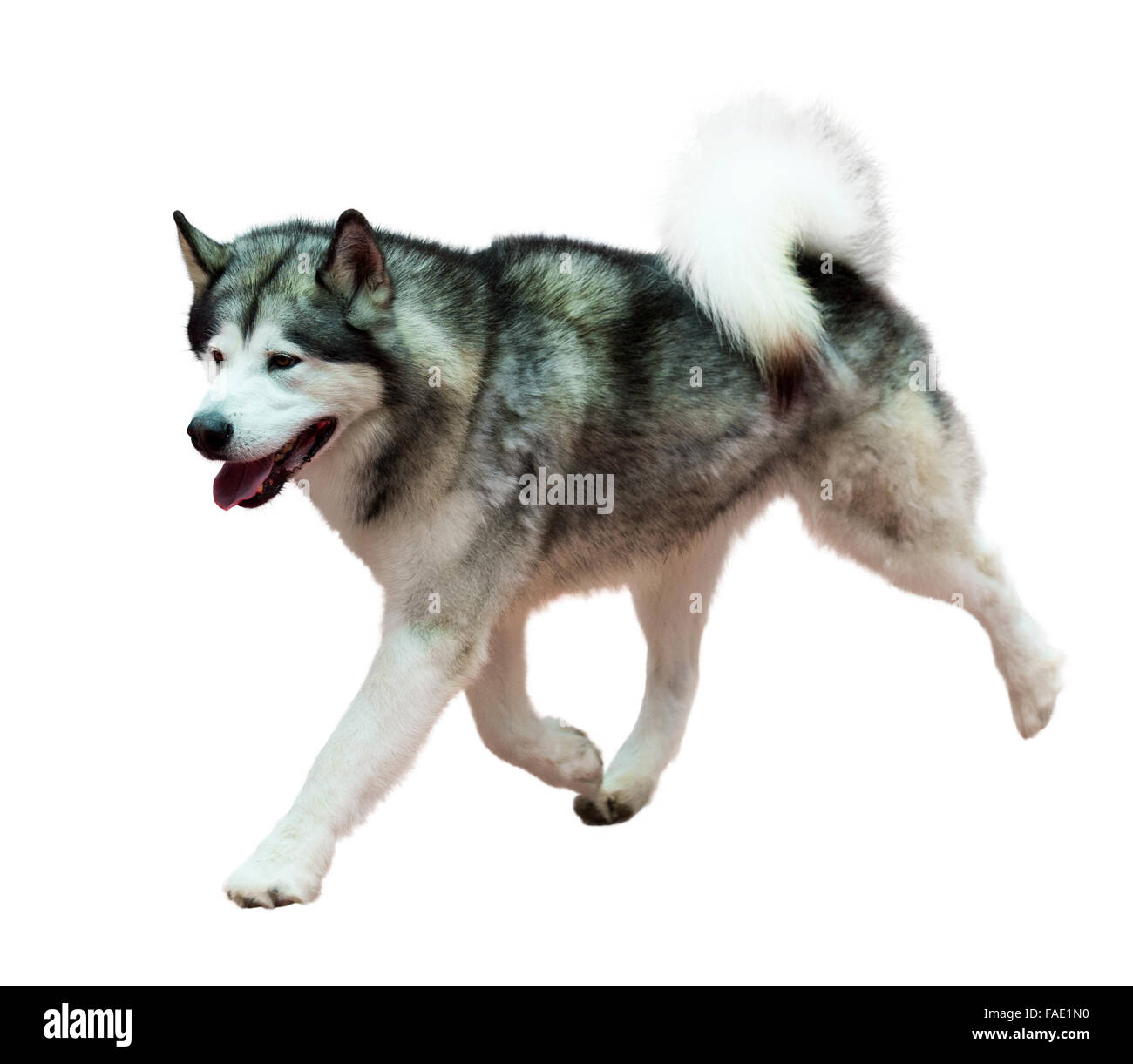 Running Siberian Husky, isolated on white Stock Photo - Alamy
