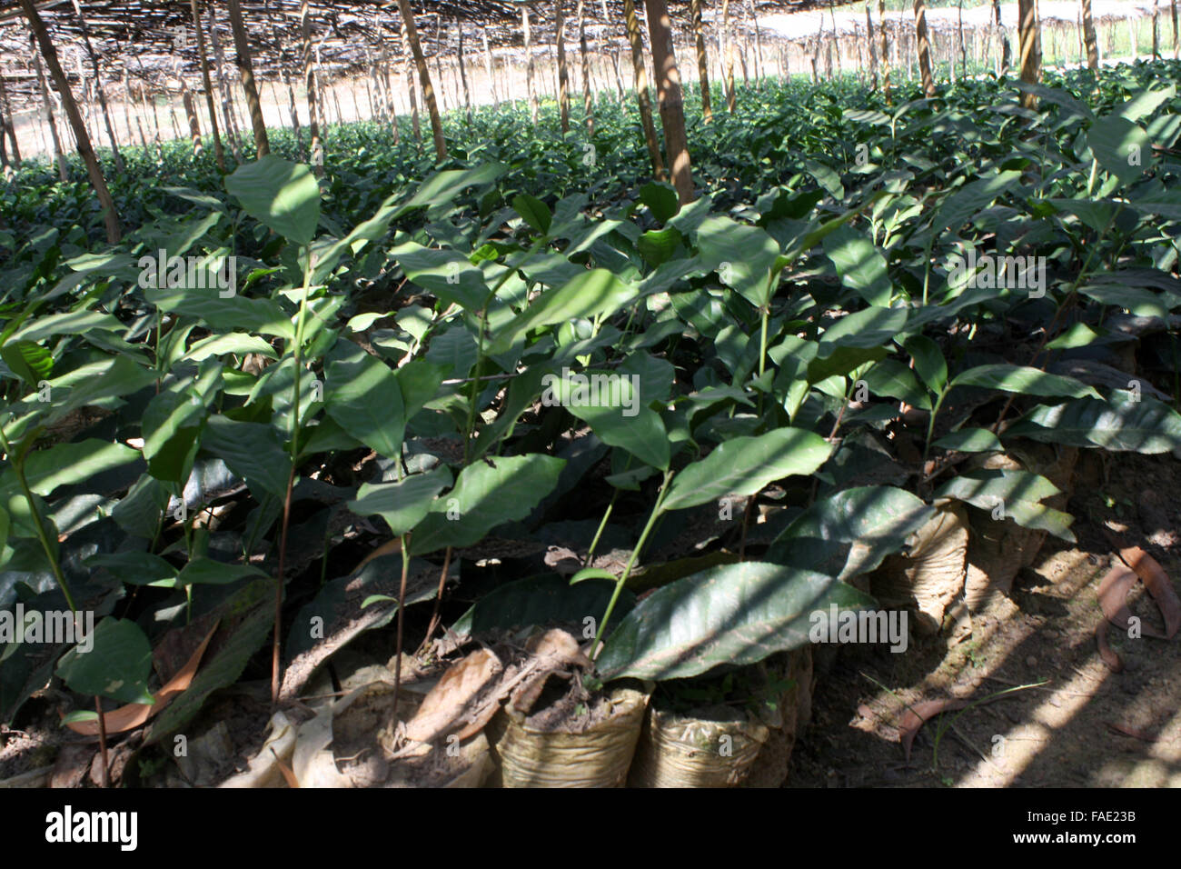 Sapling tea hi-res stock photography and images - Alamy