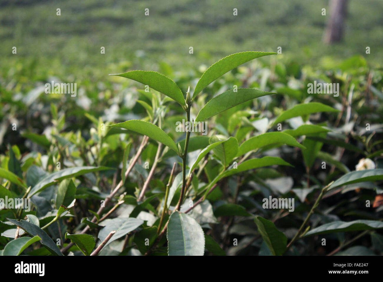 Tea photography bangladesh hi-res stock photography and images - Alamy