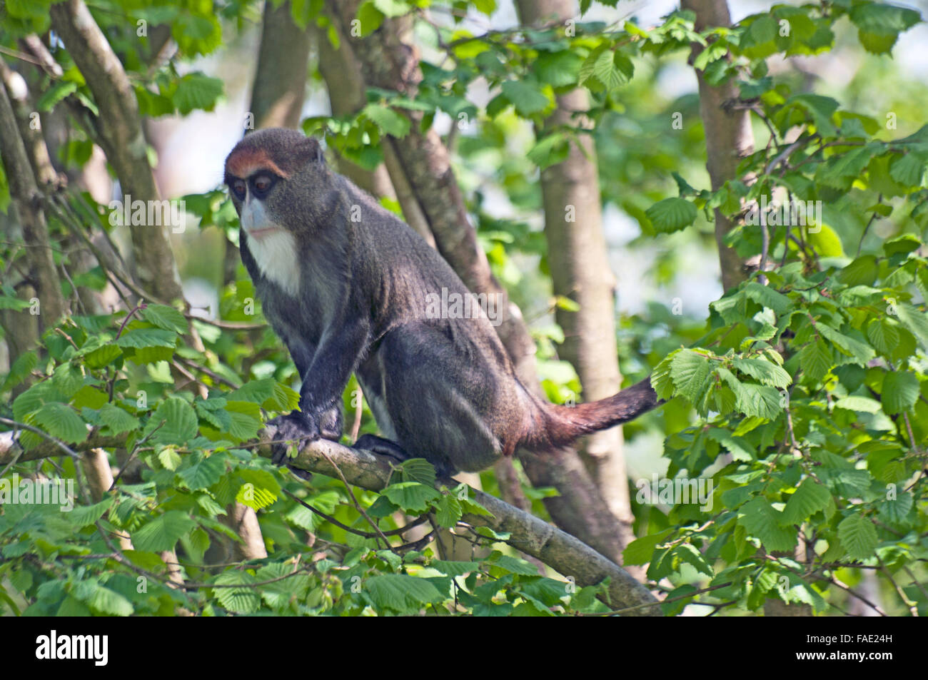 De Brazzas Monkey, Cercopithecus Neglectus, Africa Stock Photo - Alamy