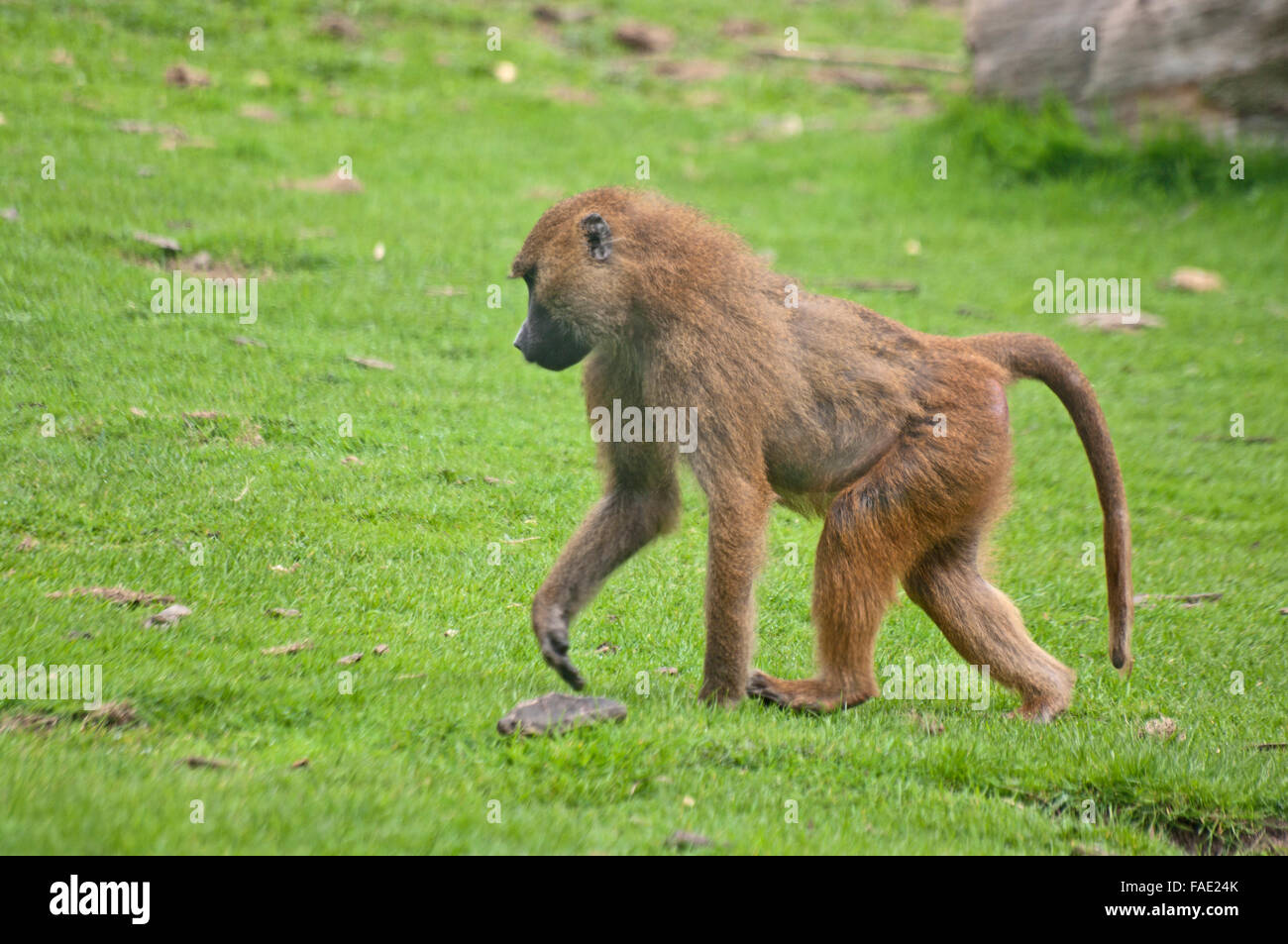 Guinea Baboon, Papio Hamadryas Papio Senegambia and Mauritania Zoo ...