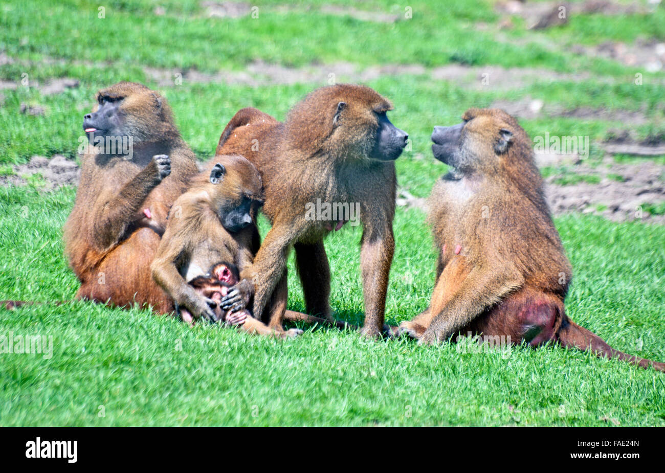 Guinea Baboon, Papio Hamadryas Papio, Senegambia and Mauritania Stock ...