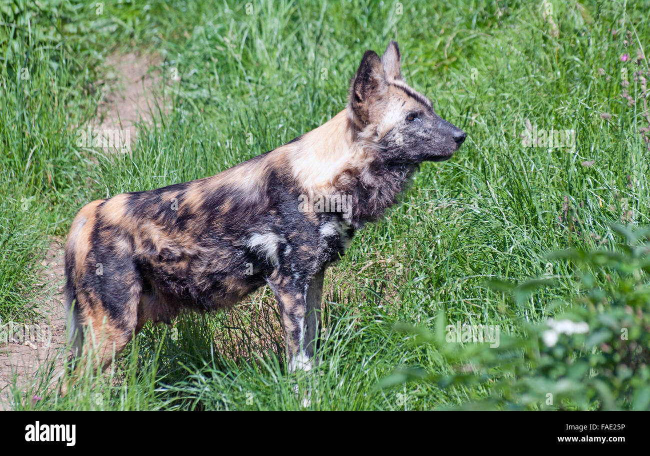 Afican Hunting Dog, Lycaon Pictus, Africa Stock Photo - Alamy
