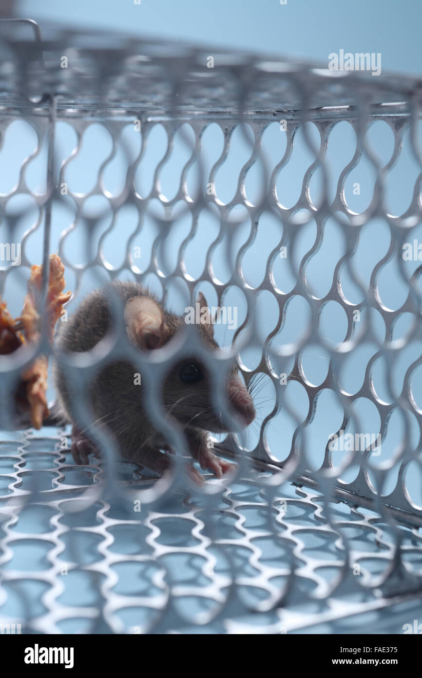 Caged mouse hi-res stock photography and images - Alamy