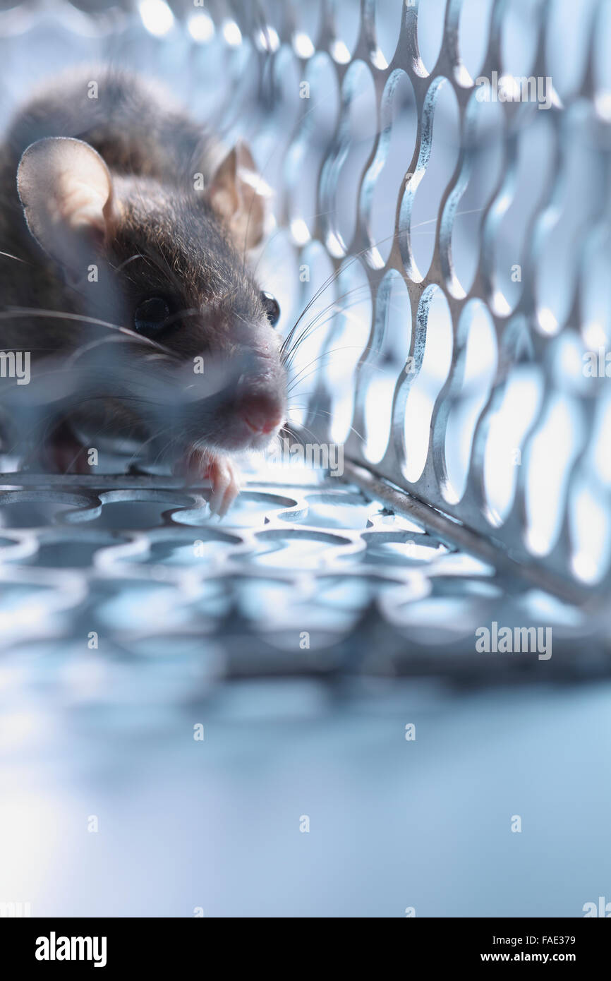rat in the caged Stock Photo - Alamy