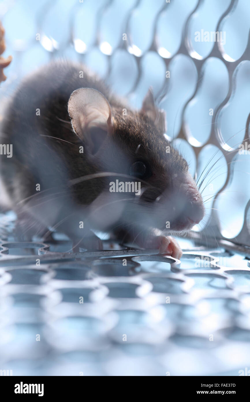 rat in the caged Stock Photo - Alamy